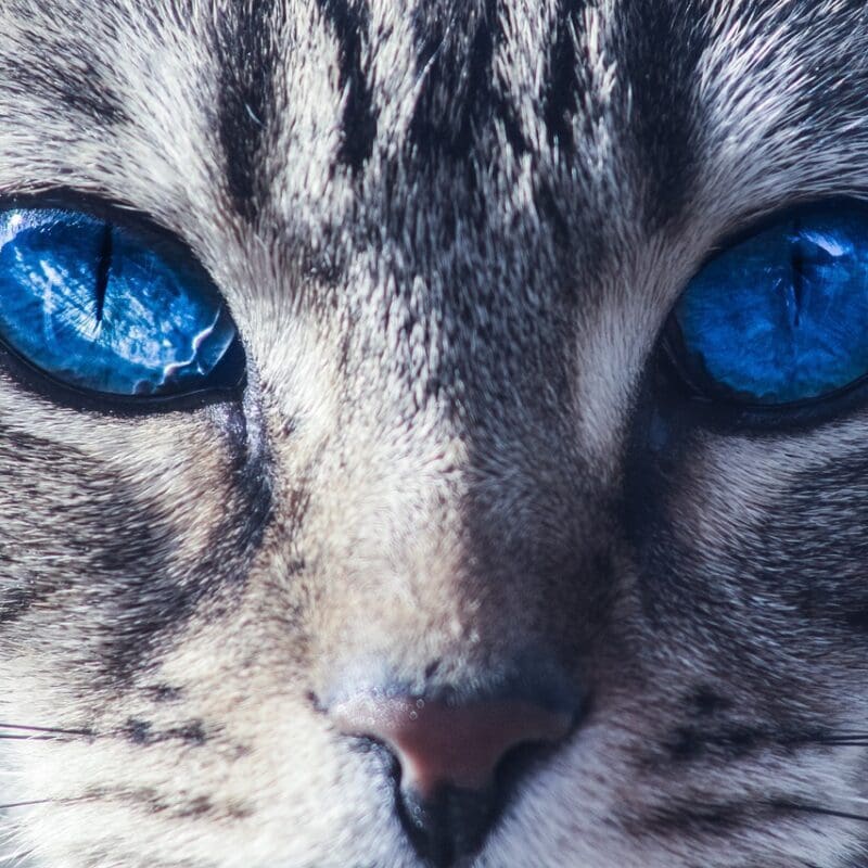 Locums | Vet Seekers UK & International